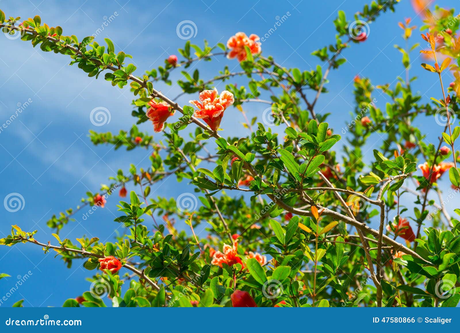Árvore De Romã De Florescência Foto de Stock - Imagem de bonito, floral ...