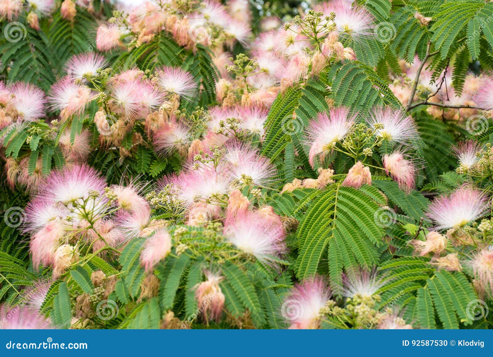 Árvore de seda persa foto de stock. Imagem de branco - 92587530