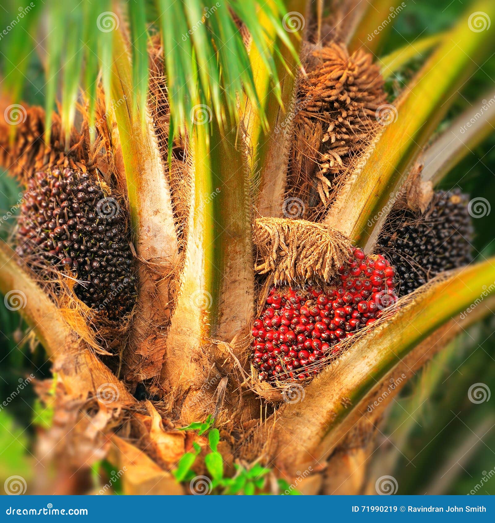 Árvore do óleo de palma imagem de stock. Imagem de vegetal - 71990219