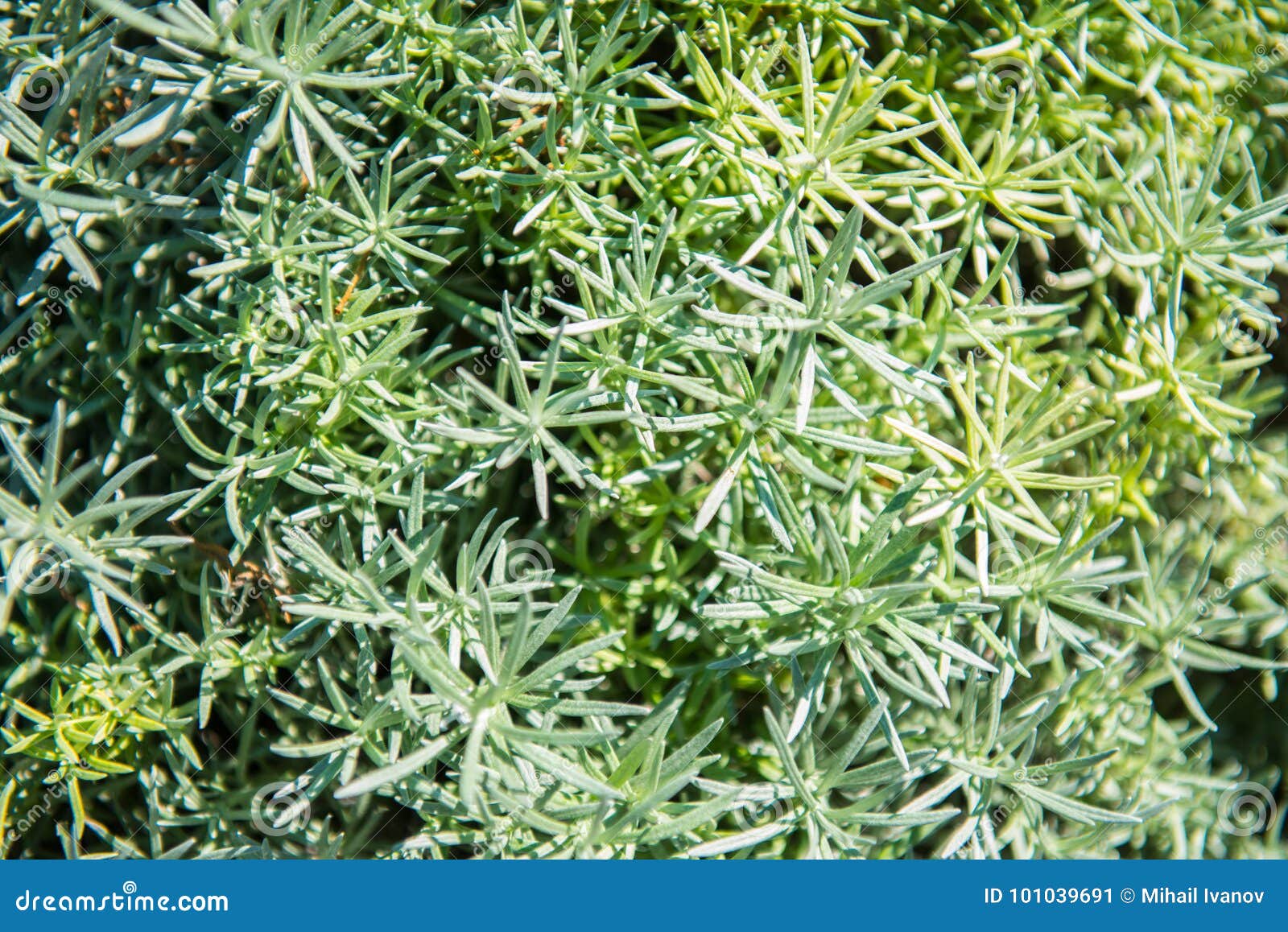 Árvore Do Caril, Koenigii Do Murraya Imagem de Stock - Imagem de planta ...