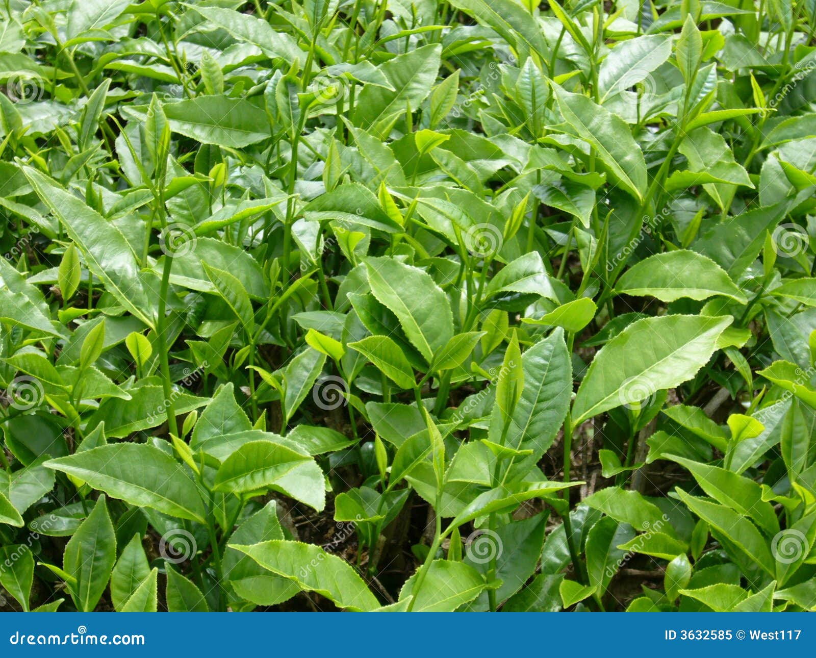 Árvore do chá imagem de stock. Imagem de verde, folhas - 3632585