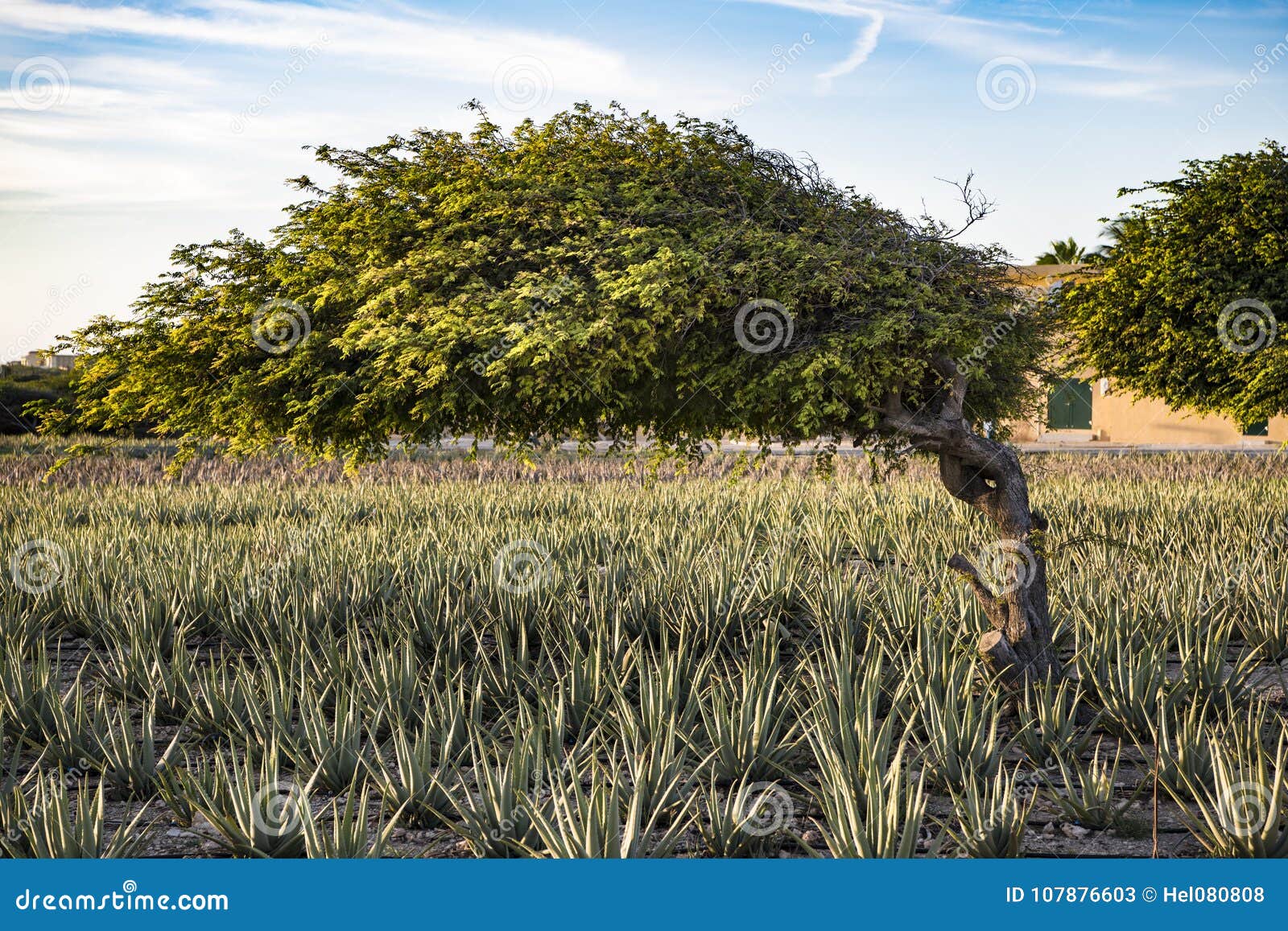Árvore Do Divi De Divi - Coriaria De Libidibia - Aruba Imagem de Stock ...