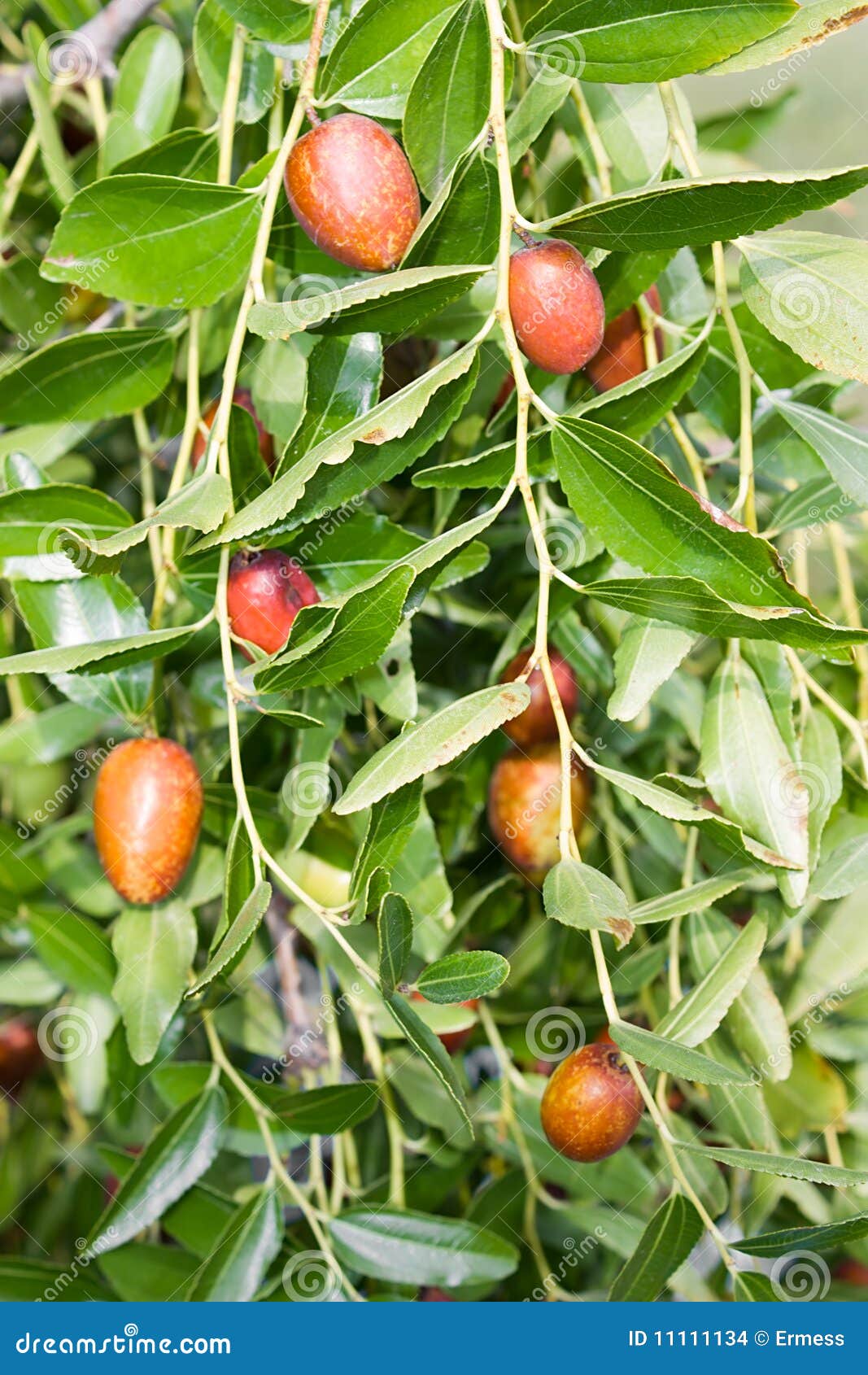 Árvore do jujuba foto de stock. Imagem de amadurecido - 11111134