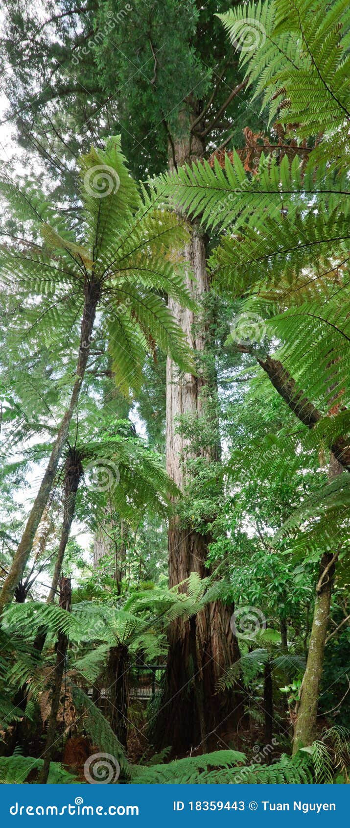 Árvore do Kauri imagem de stock. Imagem de plantas, zelândia - 18359443