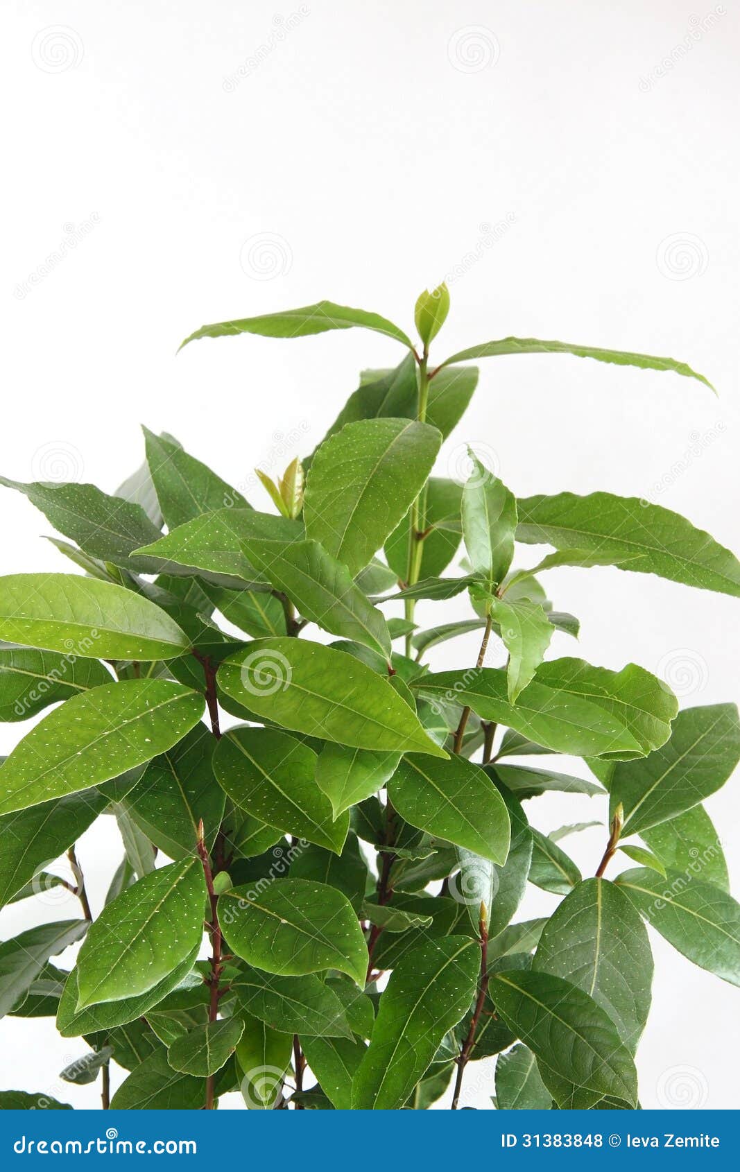 Árvore do louro foto de stock. Imagem de macro, riso - 31383848