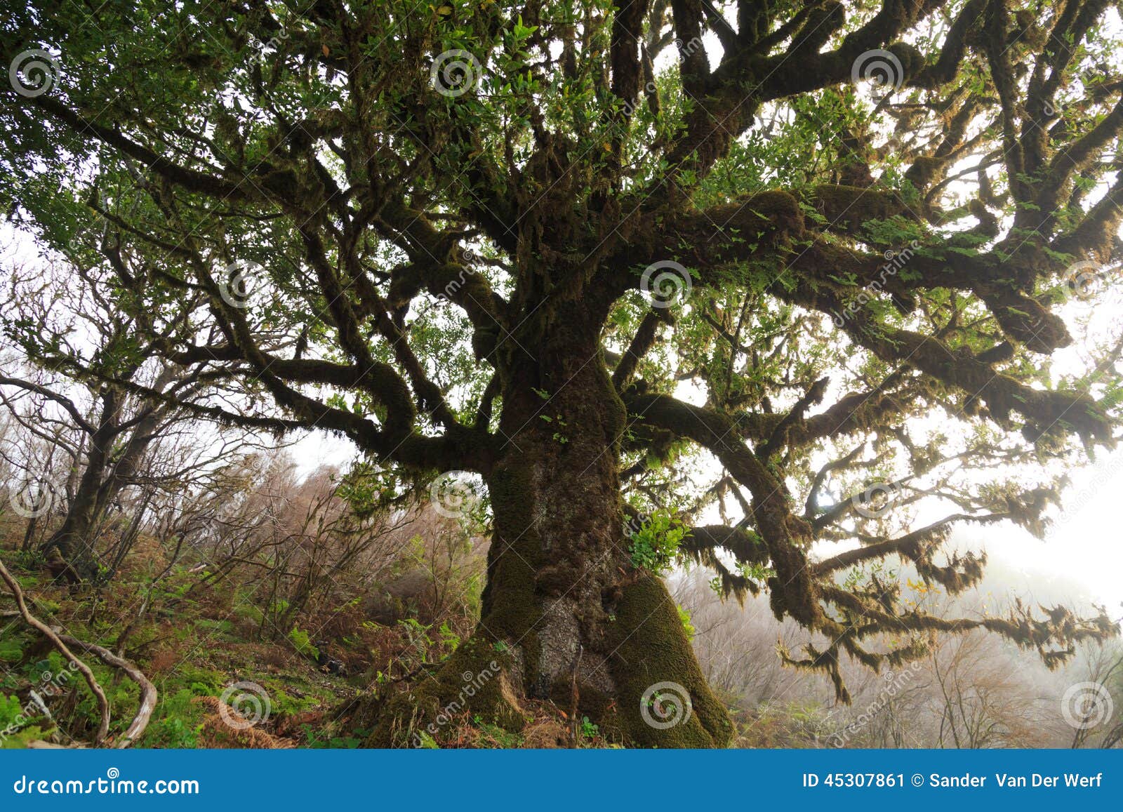 Árvore do louro imagem de stock. Imagem de exterior, montanhas - 45307861