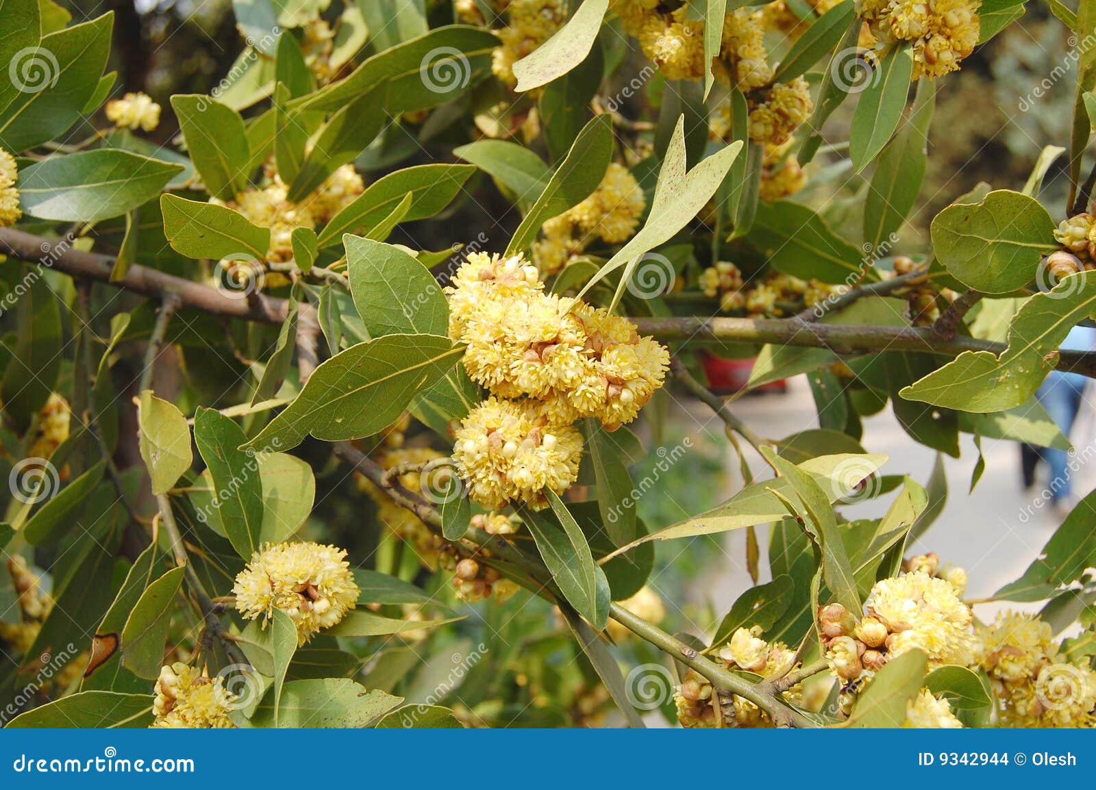 Árvore do louro de Bloomig foto de stock. Imagem de flora - 9342944