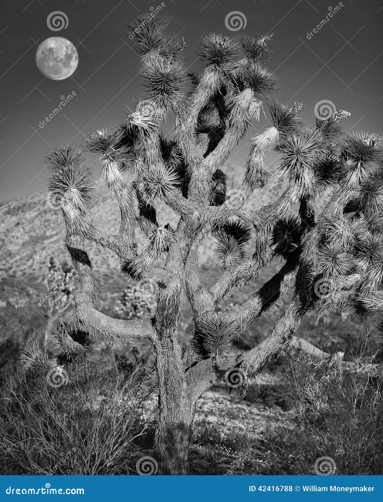 Árvore e lua de Joshua foto de stock. Imagem de deserto - 42416788