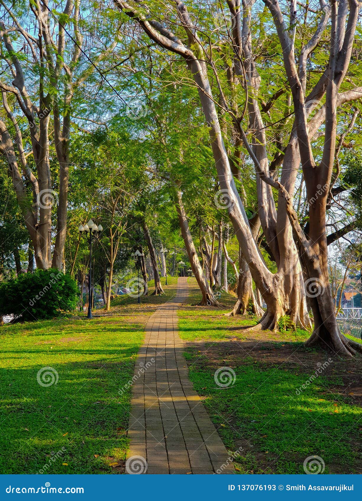 Árvore E Parque Verdes Grandes Pathwalk Imagem de Stock - Imagem de ...