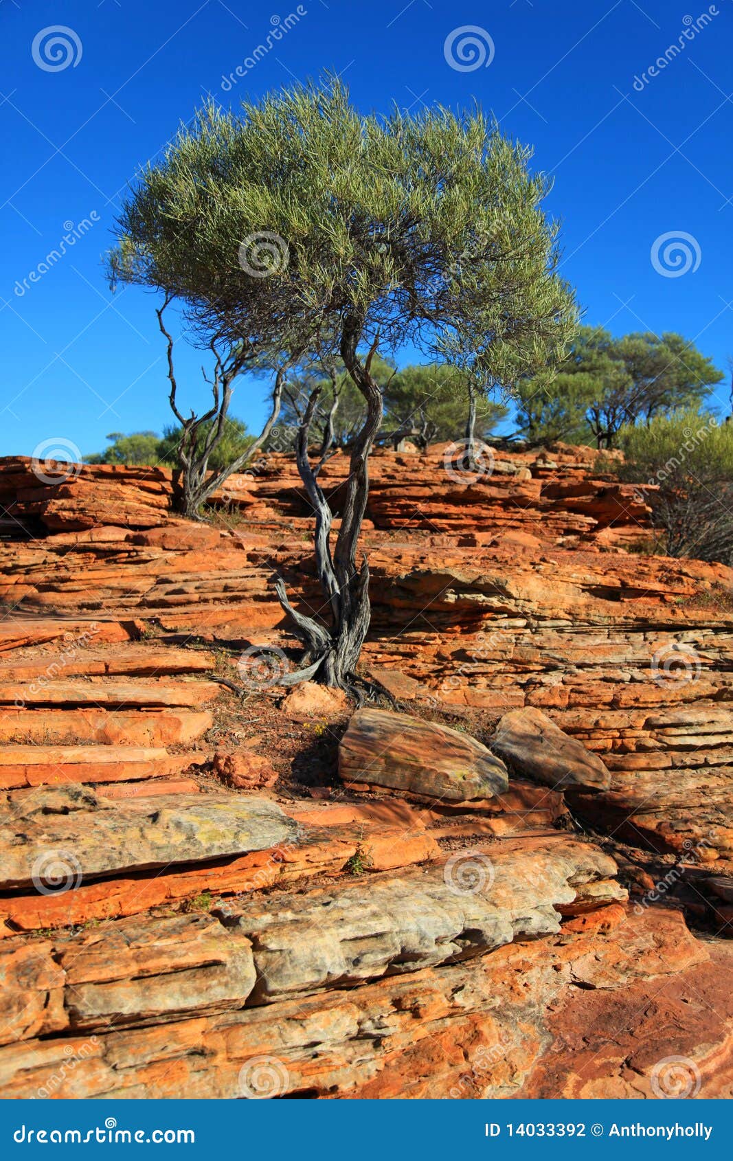 Árvore em rochas vermelhas foto de stock. Imagem de monte - 14033392