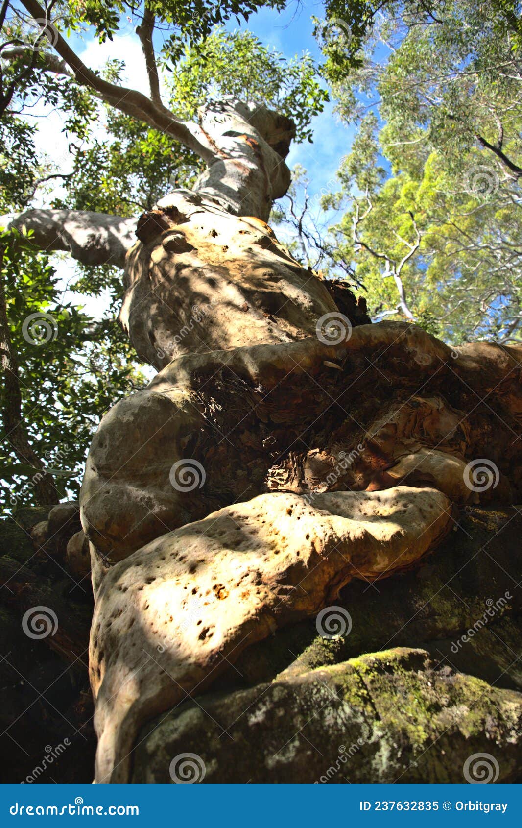 árvore Envolveu a Rocha No Parque Imagem de Stock - Imagem de rocha ...