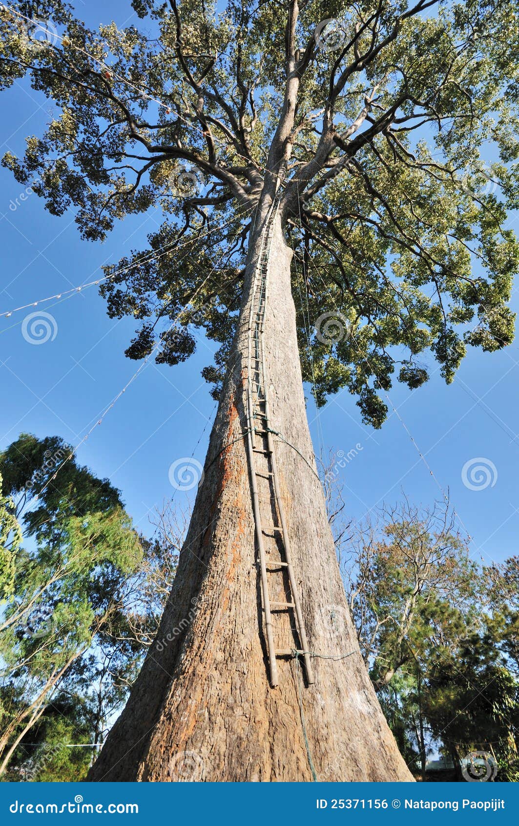 Árvore grande foto de stock. Imagem de crescimento, tropical - 25371156