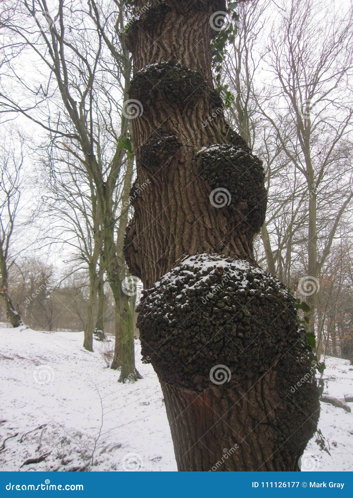 Árvore incomum imagem de stock. Imagem de inverno, incomun - 111126177