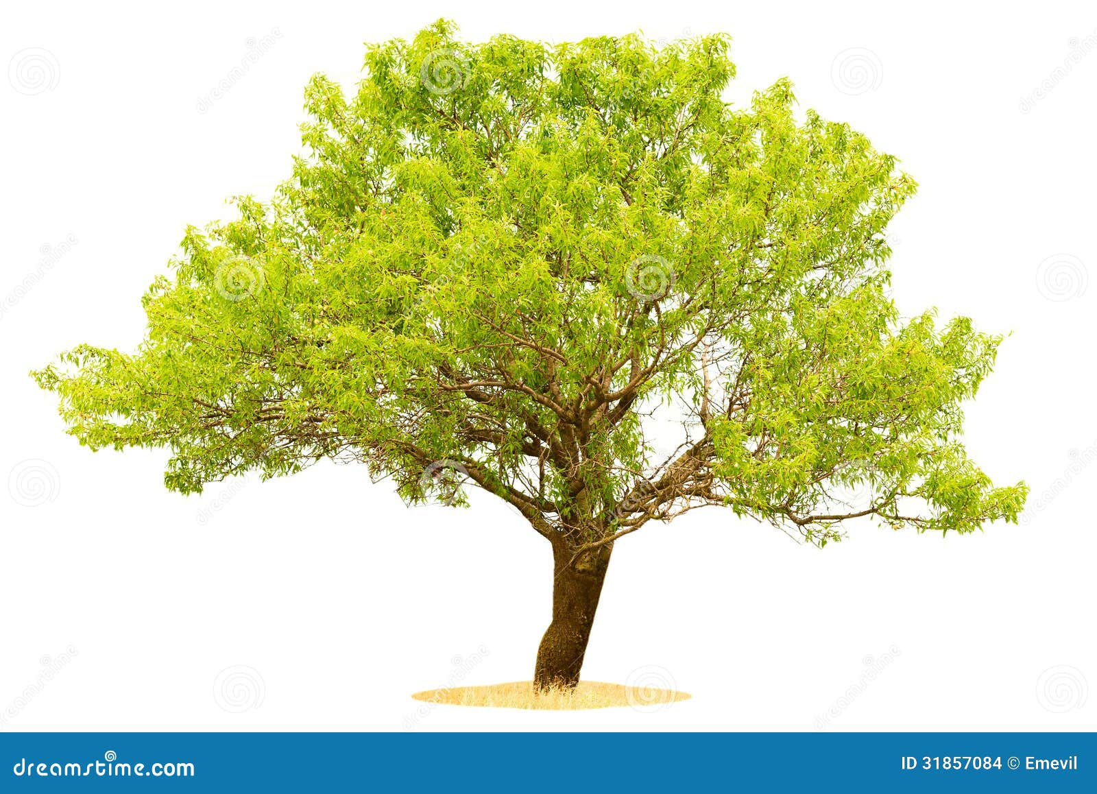 Árvore Isolada No Fundo Branco Foto de Stock - Imagem de flora ...