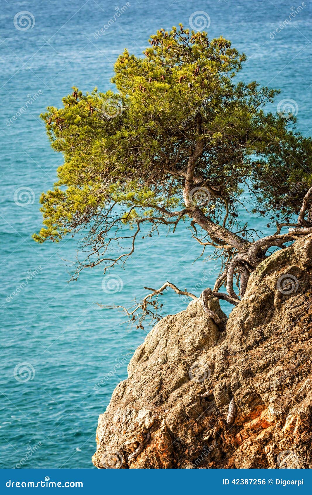Árvore na rocha foto de stock. Imagem de paisagem, catalunha - 42387256