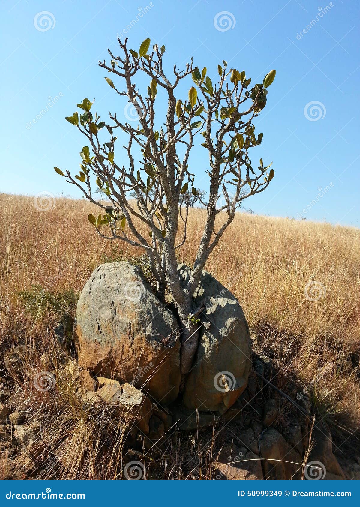 Árvore na rocha imagem de stock. Imagem de quebrado, freio - 50999349