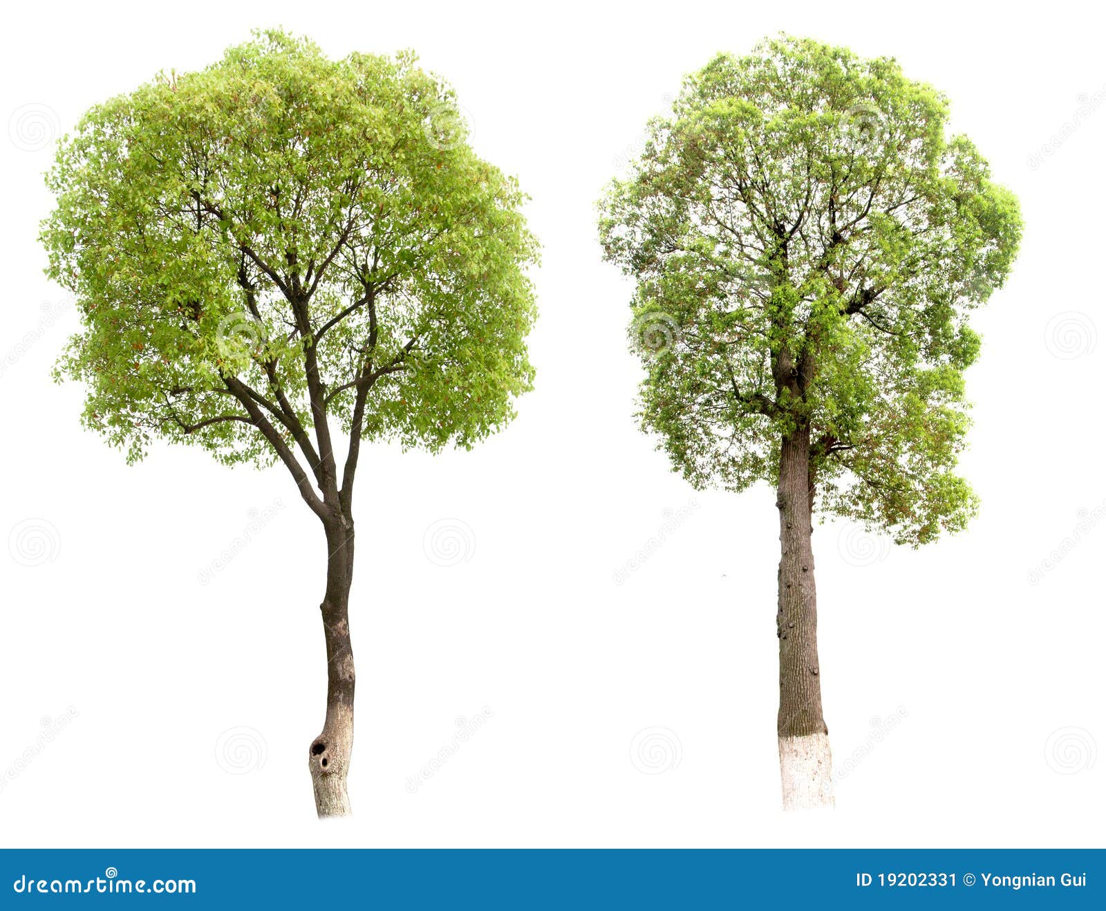 Árvore pequena (cânfora) imagem de stock. Imagem de folhagem - 19202331