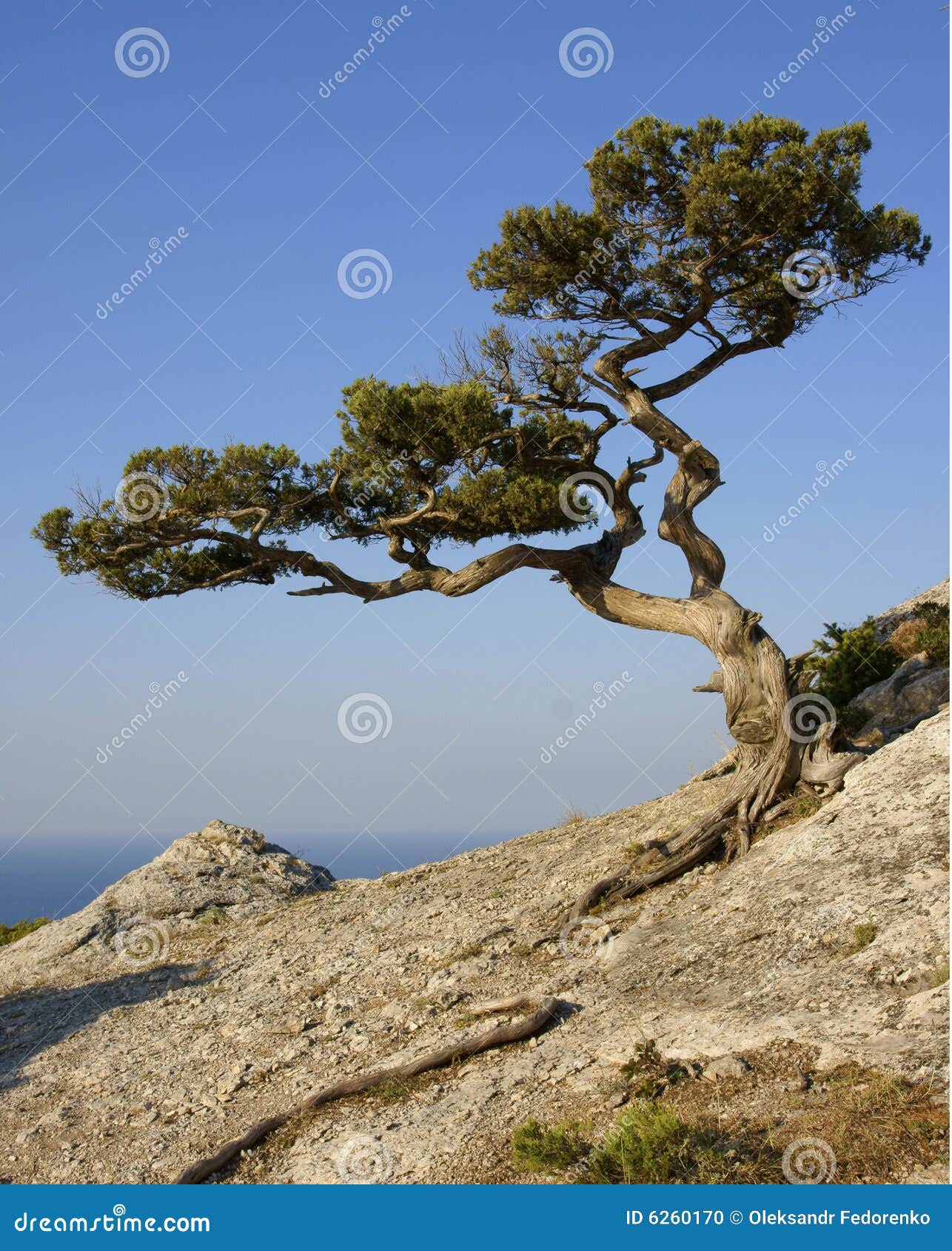 Árvore Que Cresce Em Uma Rocha Foto de Stock - Imagem de montanhas, céu ...