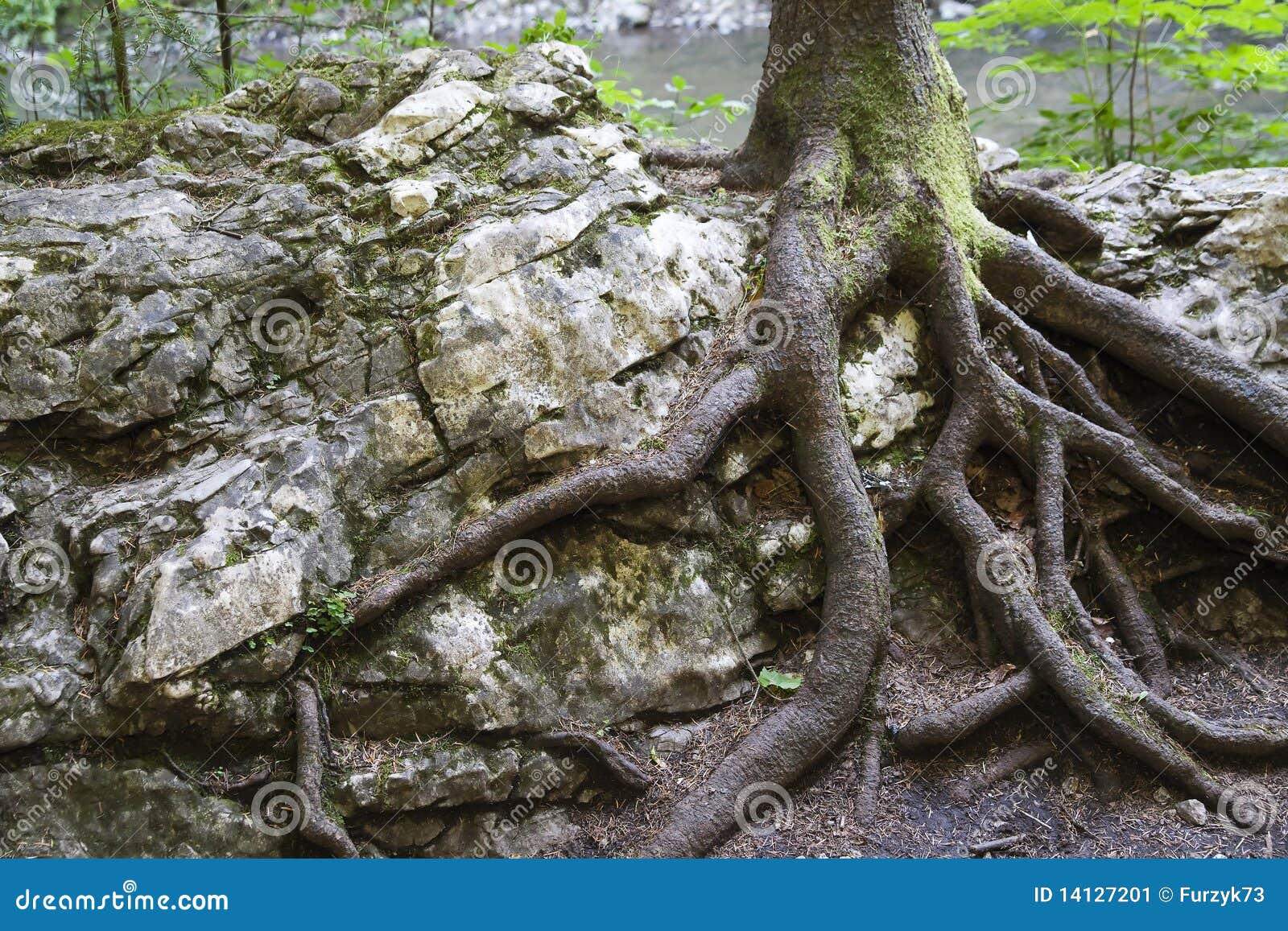 Árvore que cresce na rocha imagem de stock. Imagem de exterior - 14127201