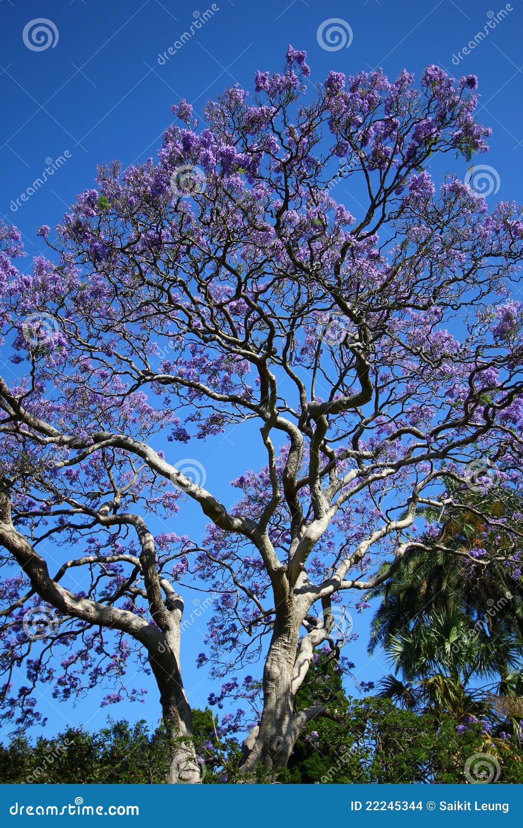 Árvore roxa do Jacaranda foto de stock. Imagem de casa - 22245344