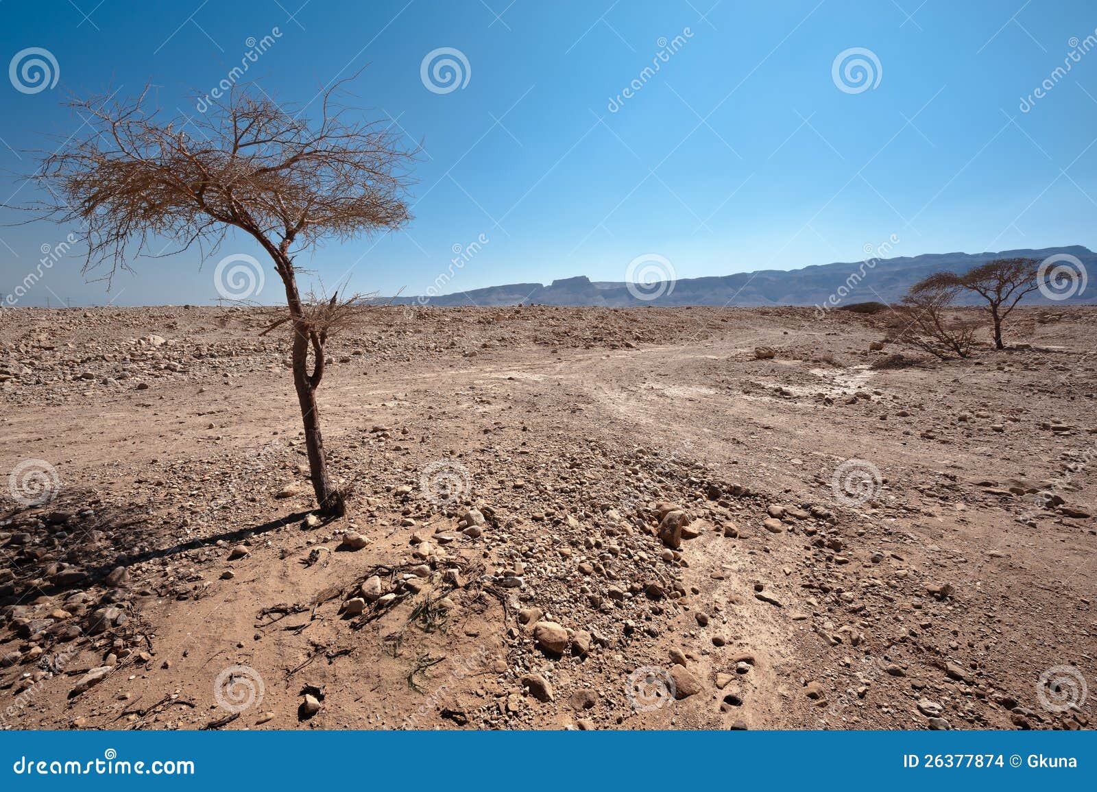 Árvore seca foto de stock. Imagem de seco, cenas, terra - 26377874