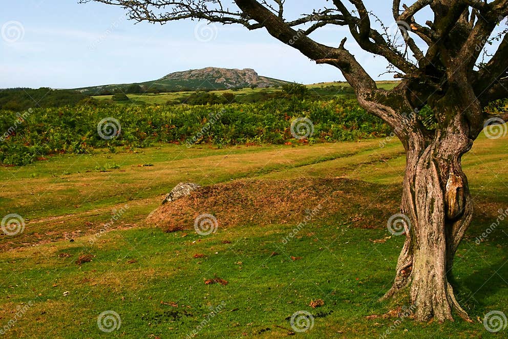 Árvore torcida imagem de stock. Imagem de trilha, filiais - 1781531