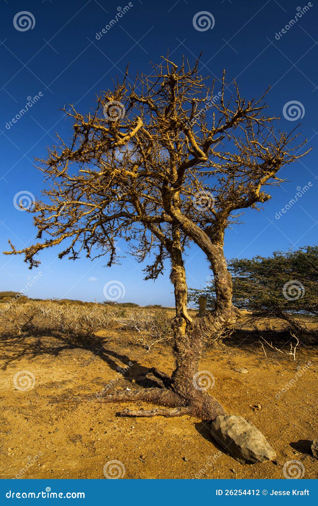 Árvore torcida foto de stock. Imagem de selvagem, nave - 26254412