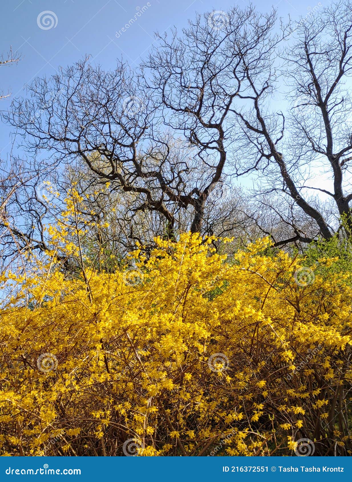 árvores da primavera imagem de stock. Imagem de céu - 216372551
