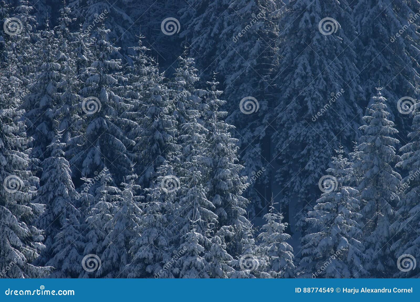 Árvores de Natal na neve imagem de stock. Imagem de paisagem - 88774549