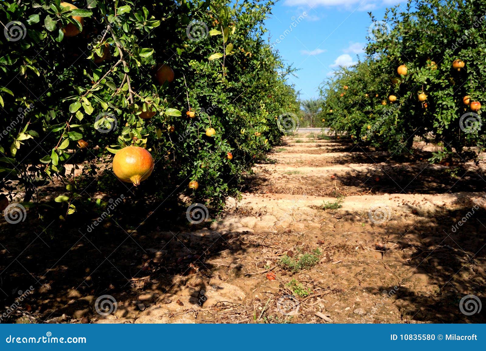 Árvores de romã com frutas foto de stock. Imagem de fruta - 10835580