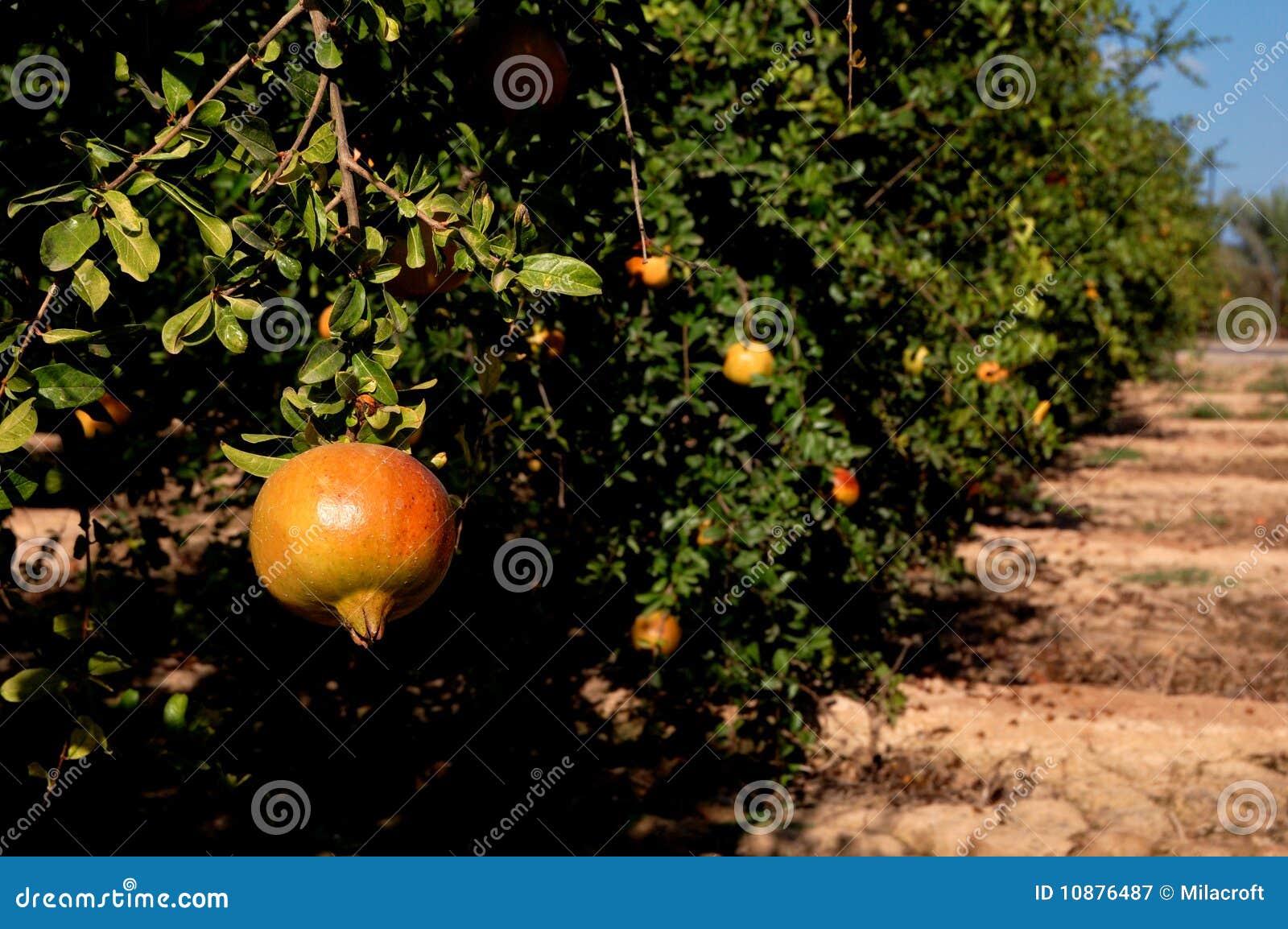 Árvores de romã com frutas imagem de stock. Imagem de fruta - 10876487