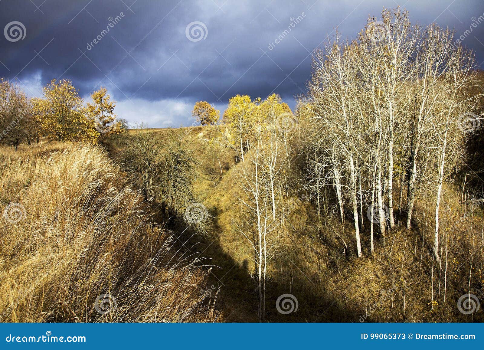 Árvores nas ravinas imagem de stock. Imagem de arbustos - 99065373