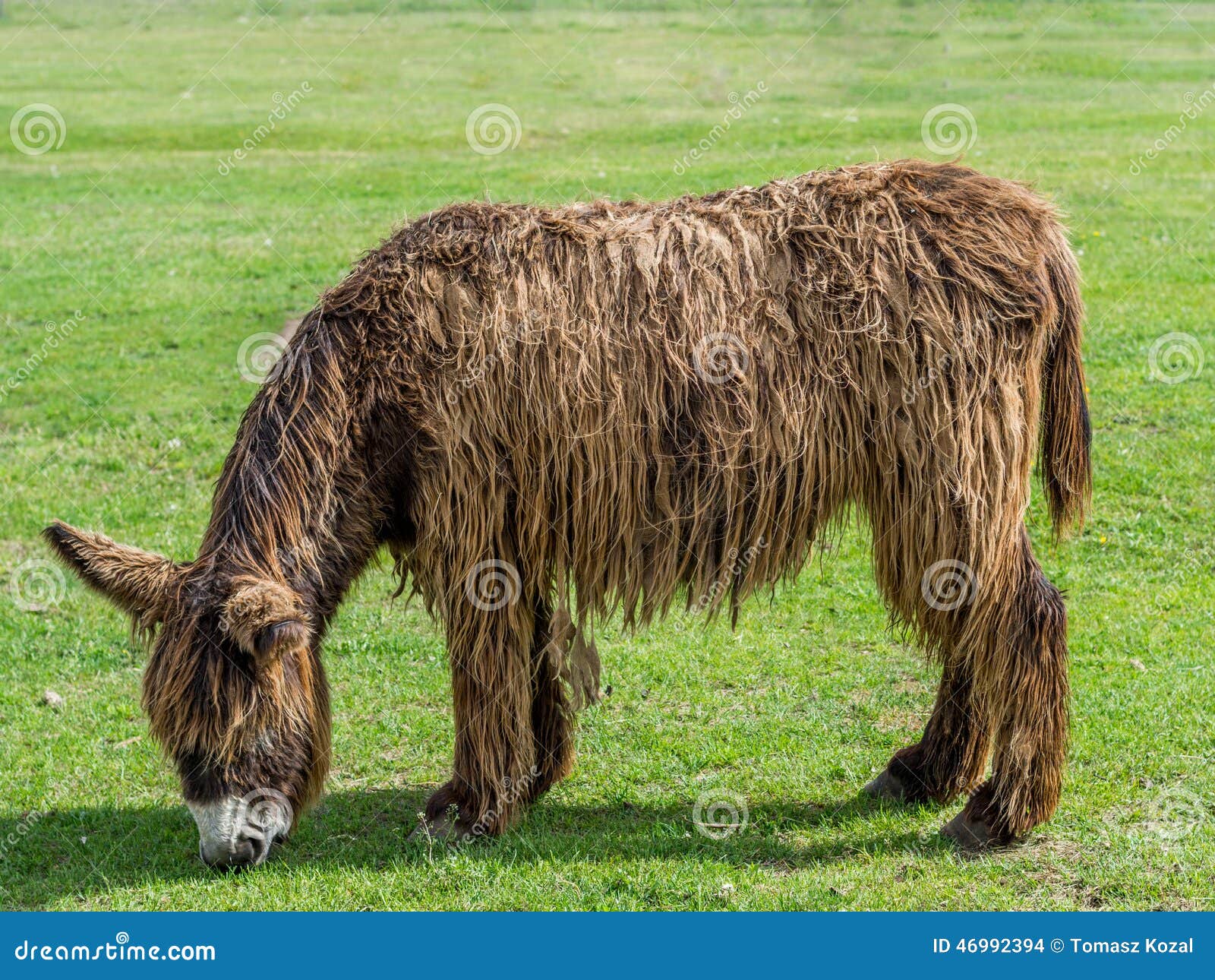 Âne De Poitou (âne De Poitevin) Photo stock - Image of âne, cheveu ...