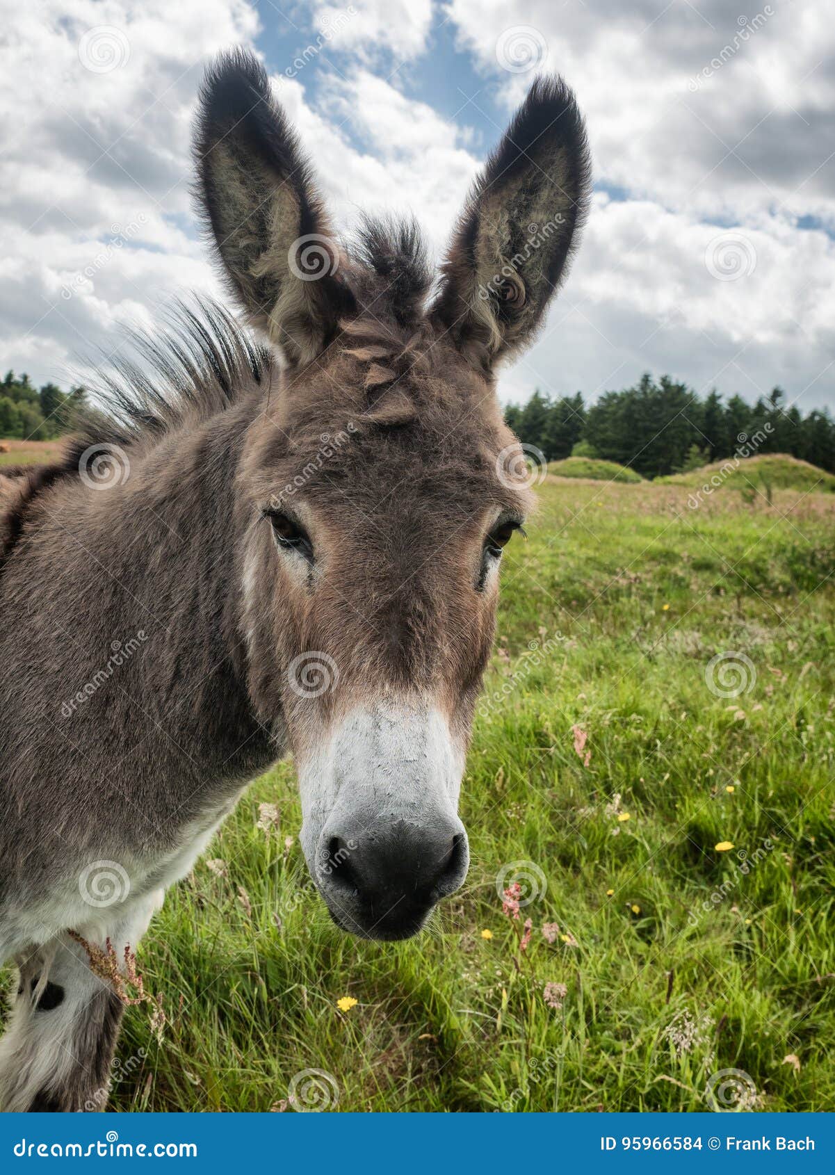 Âne, Gentil Et Mignon Sur Un Champ Vert Photo stock - Image du mignon ...