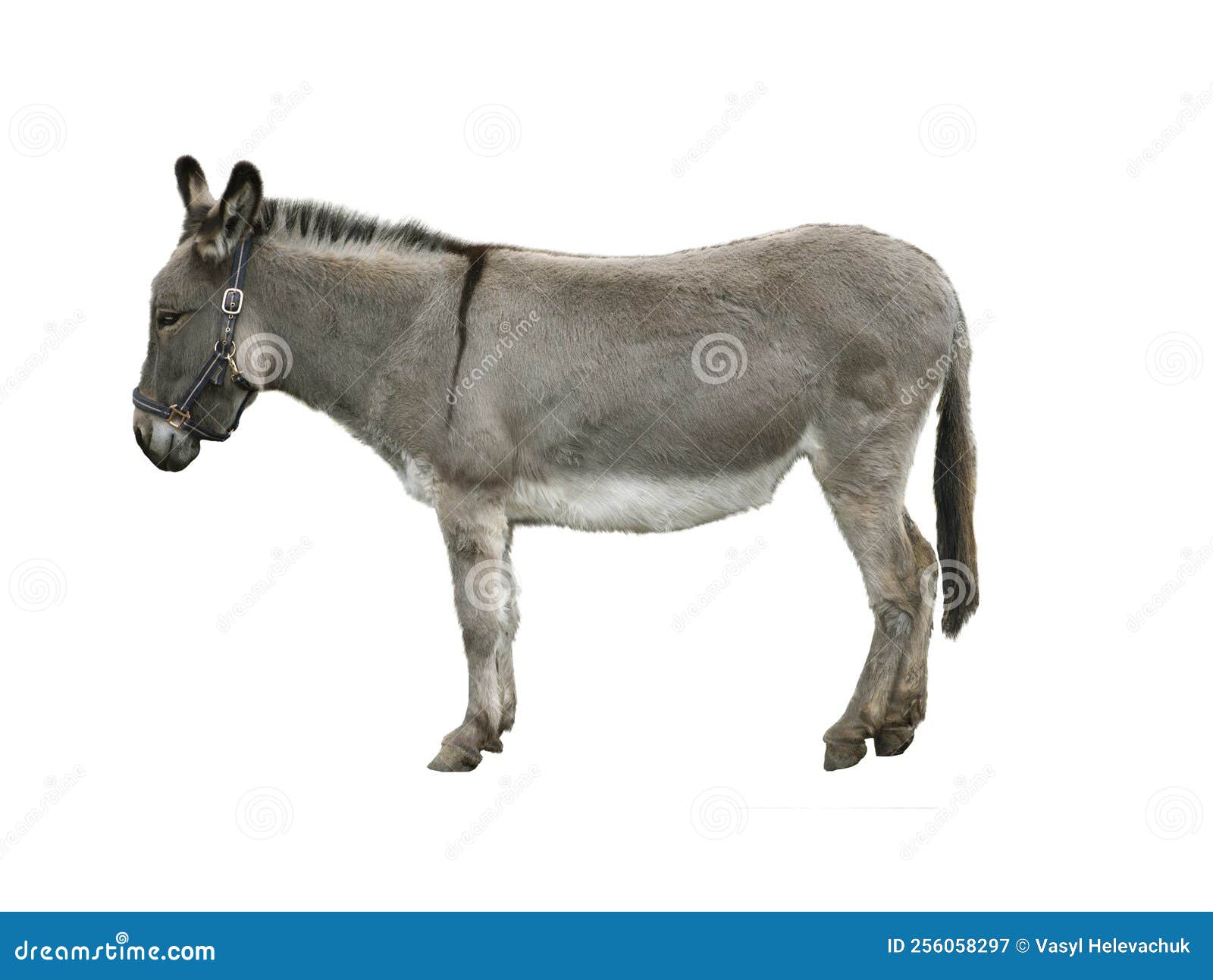 âne isolé sur fond blanc image stock. Image du domestique - 256058297