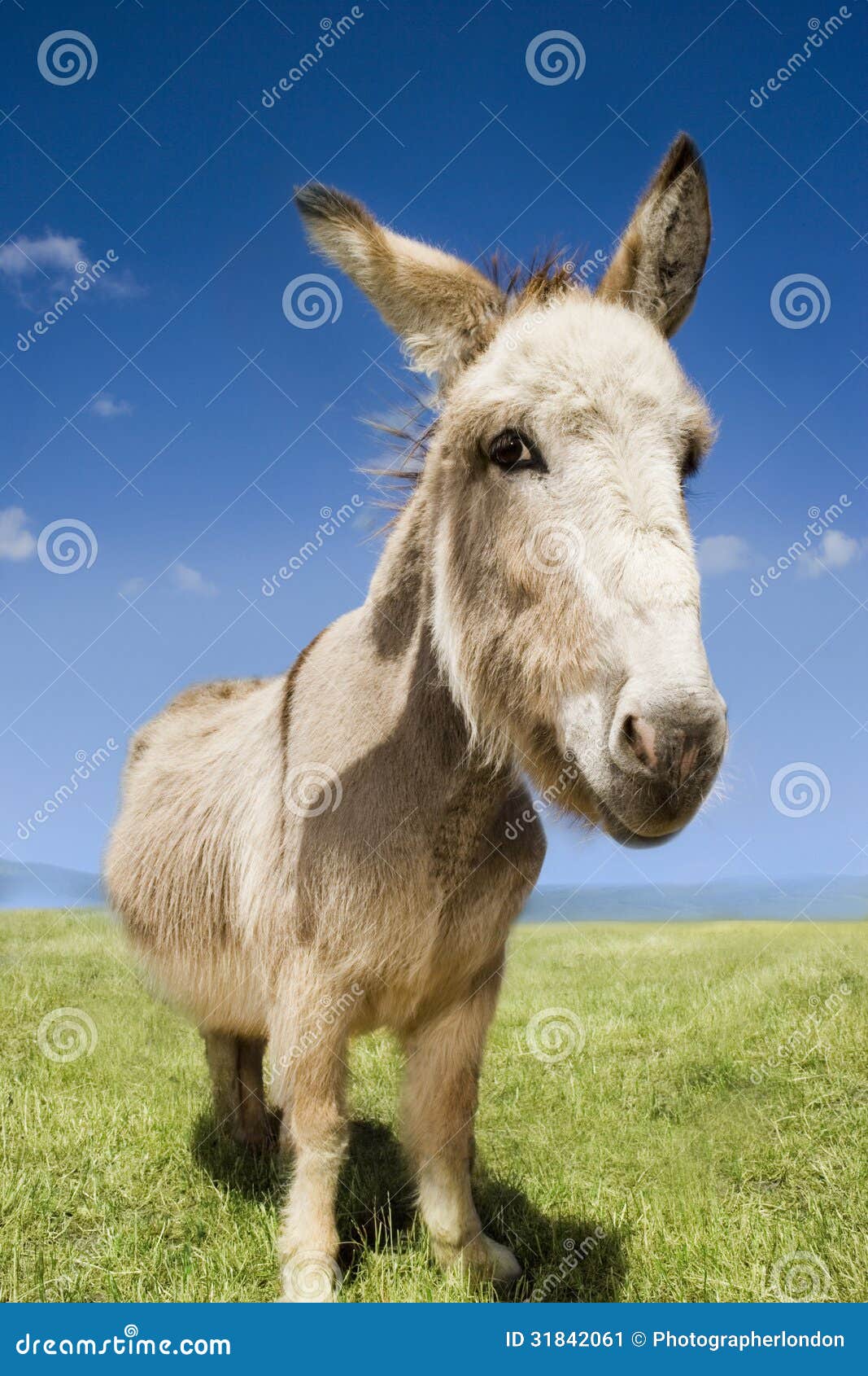 Âne Se Tenant Dans Le Domaine Image stock - Image du ombre, herbivore ...