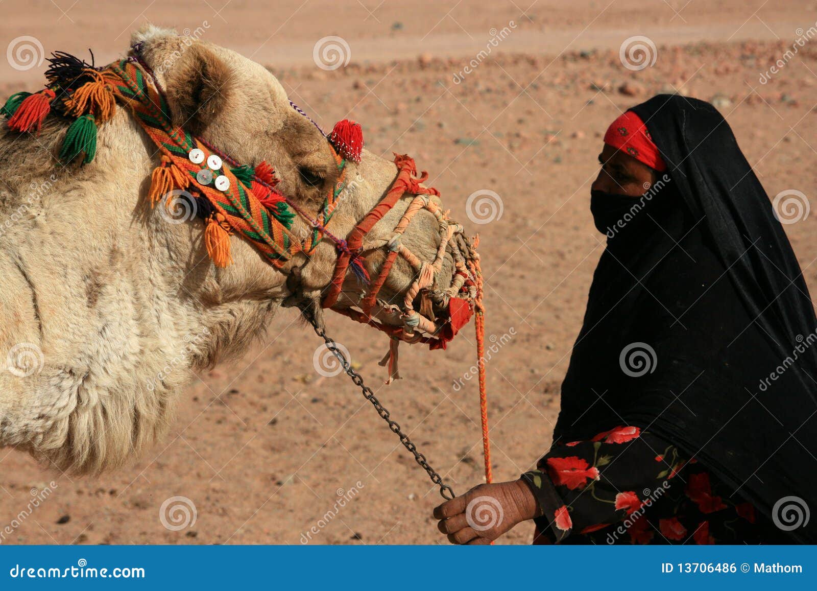Ägyptischer Beduine Mit Kamel Stockfoto - Bild von kamel, nomade: 13706486