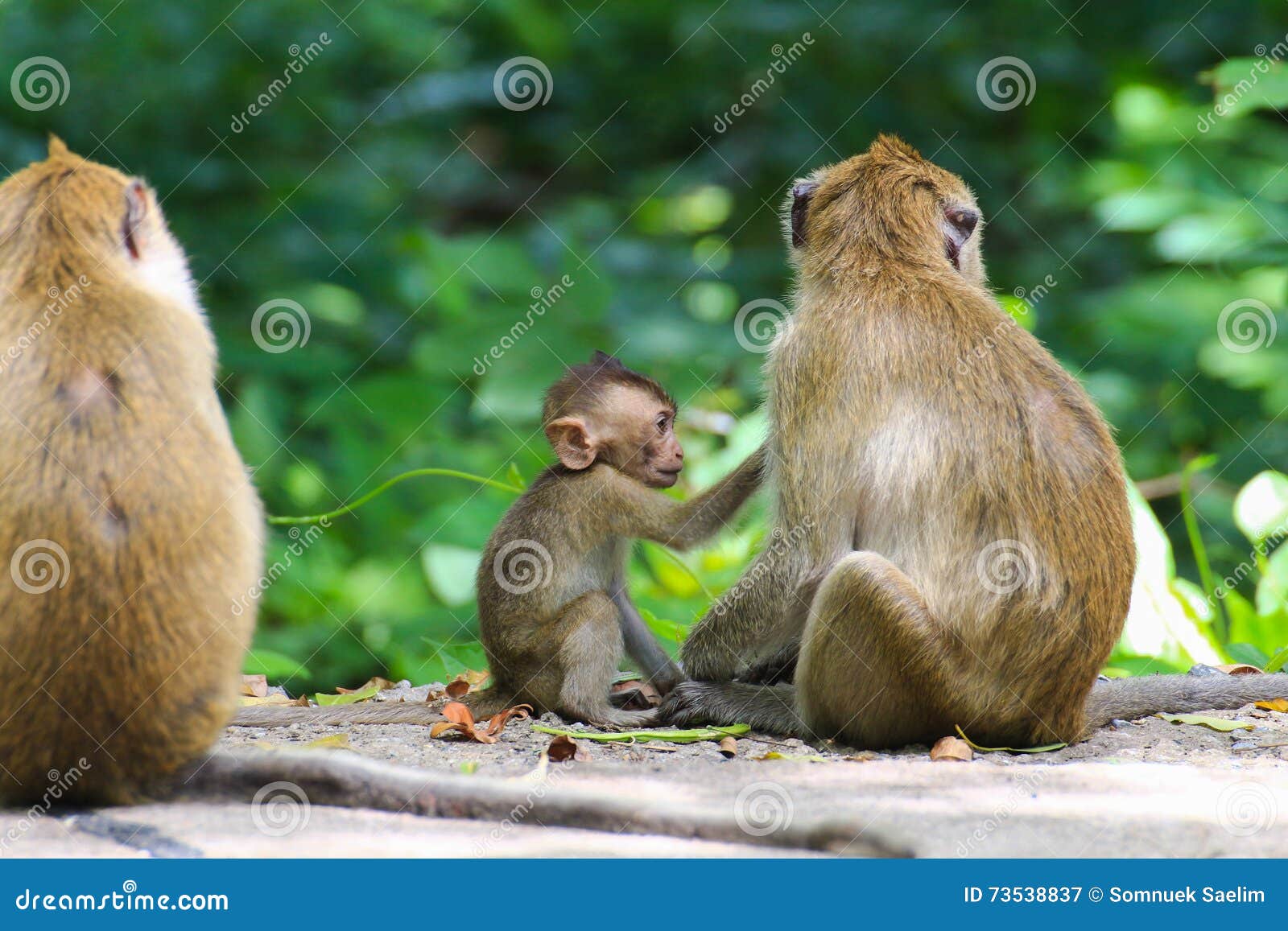 Älskvärda apor, rolig apa fotografering för bildbyråer. Bild av titta ...