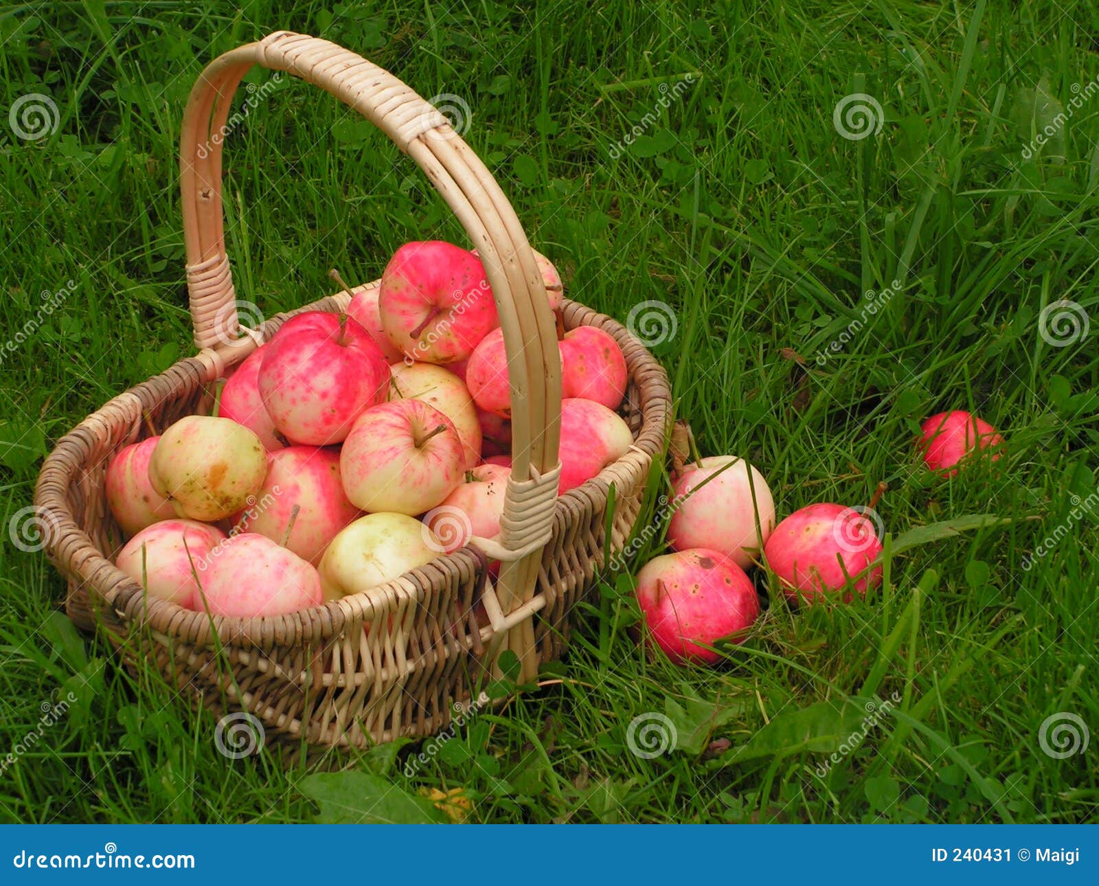 Äpfel im Korb stockbild. Bild von landwirtschaft, bewirtschaften - 240431