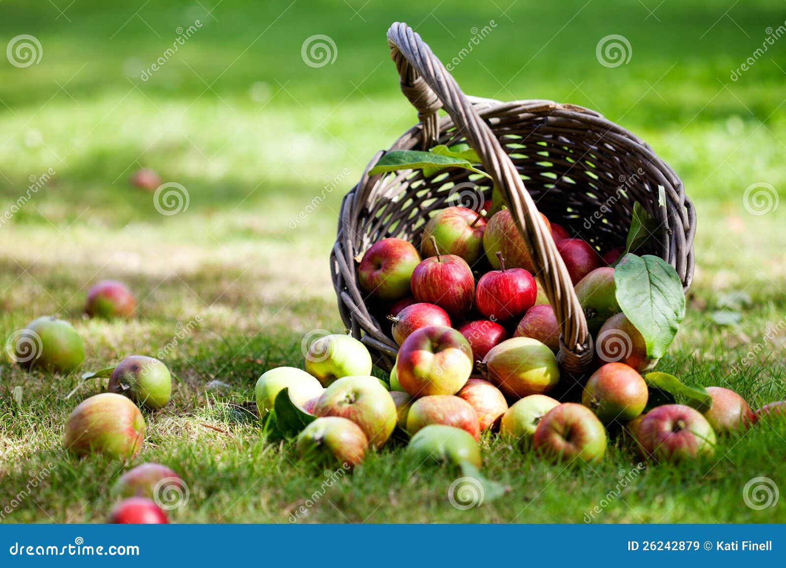 Äpfel im Korb stockbild. Bild von landschaft, früchte - 26242879