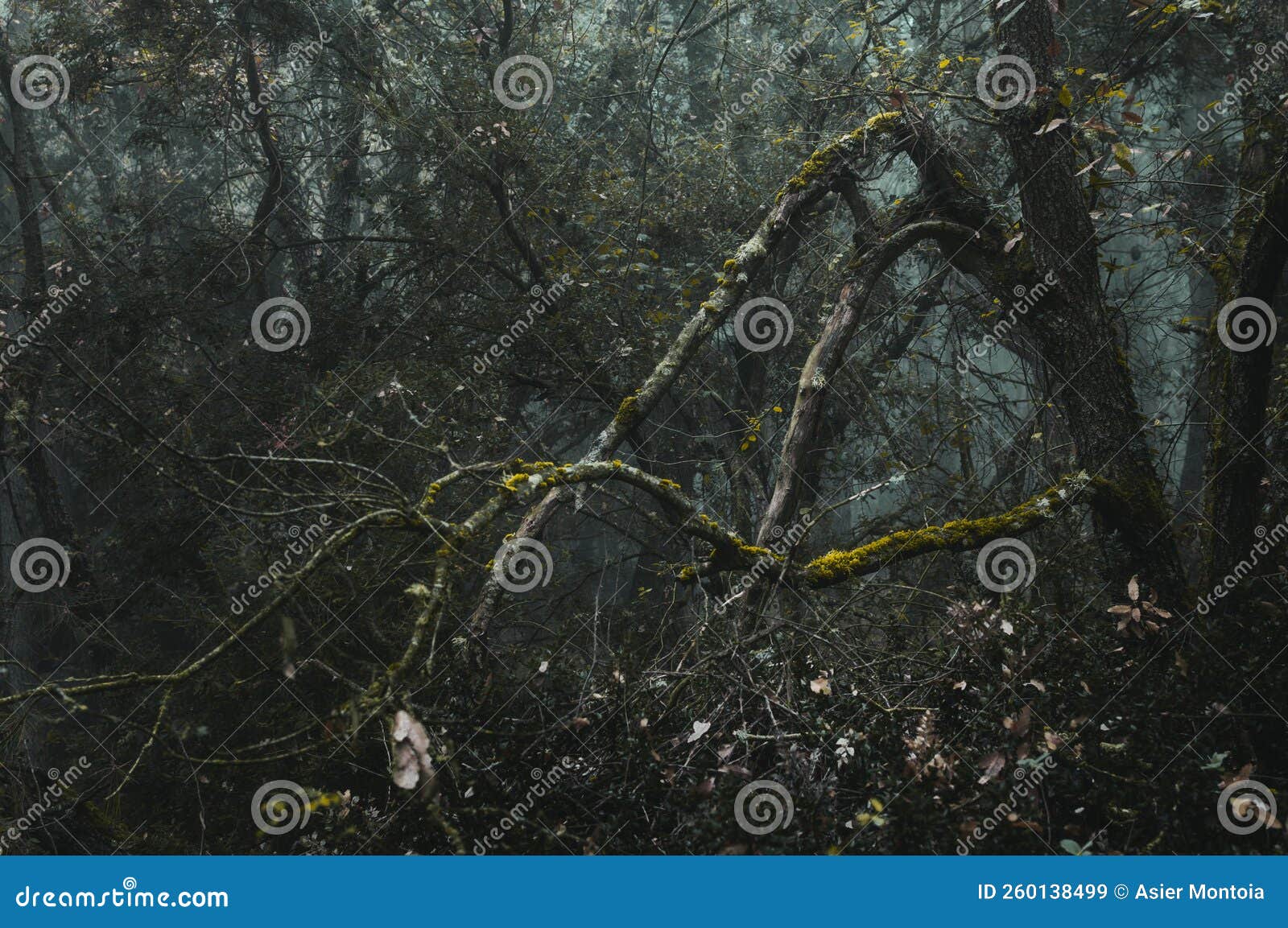 Äste im Wald stockbild. Bild von spur, baskisch, vorderteile - 260138499