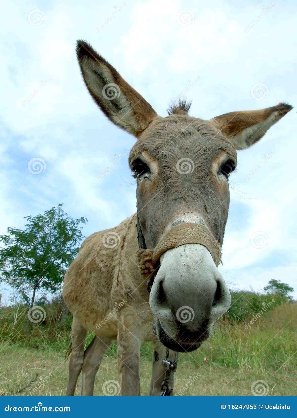 åsna fotografering för bildbyråer. Bild av transport - 16247953