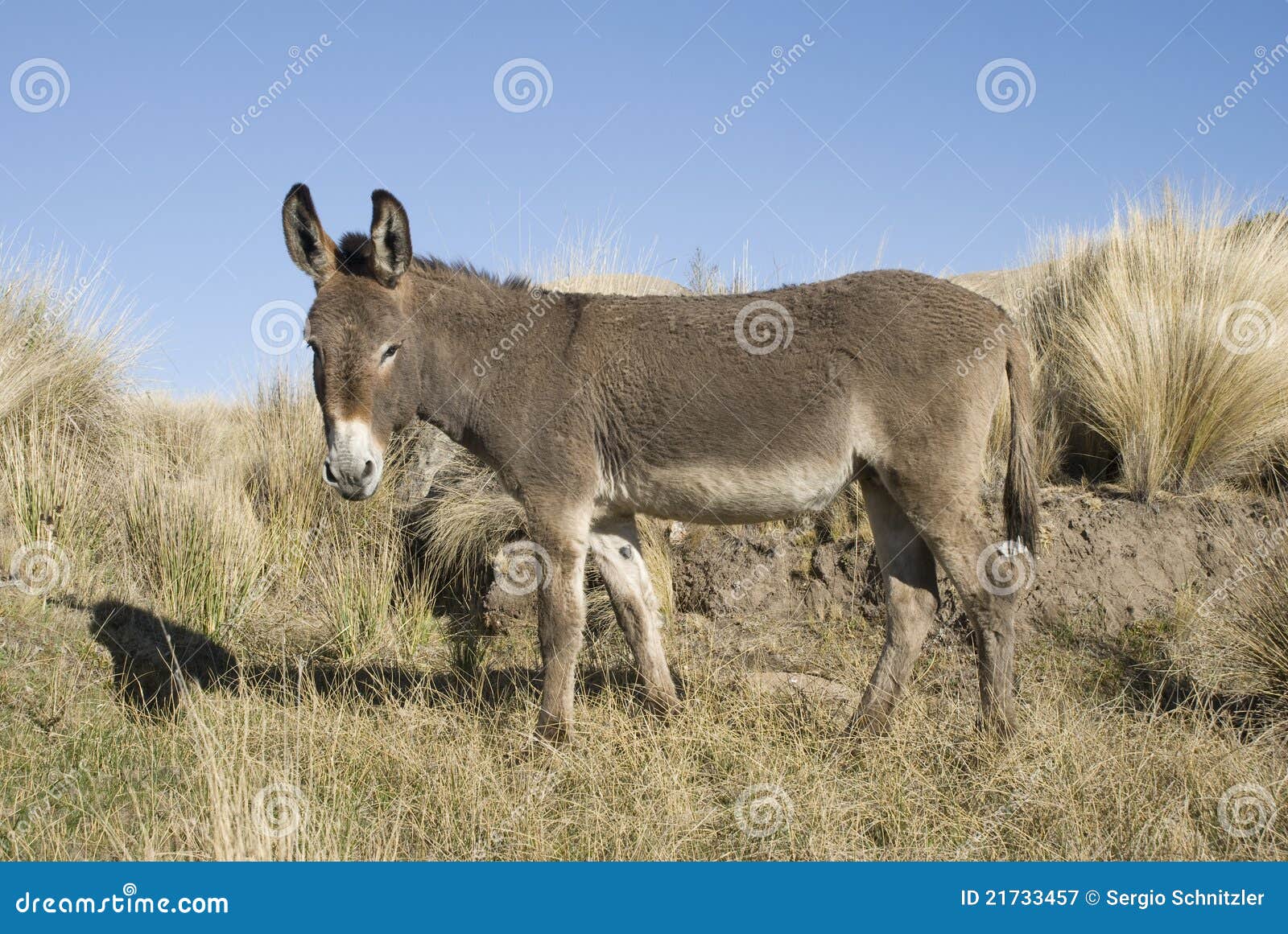 åsna fotografering för bildbyråer. Bild av plattform - 21733457