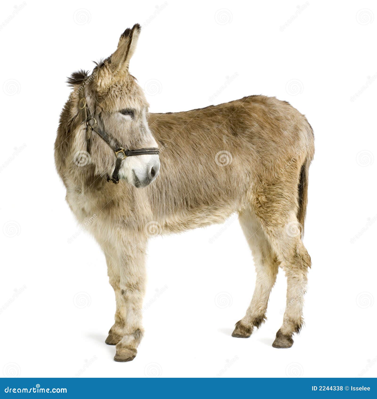 åsna arkivfoto. Bild av isolerat, envist, vild, däggdjur - 2244338