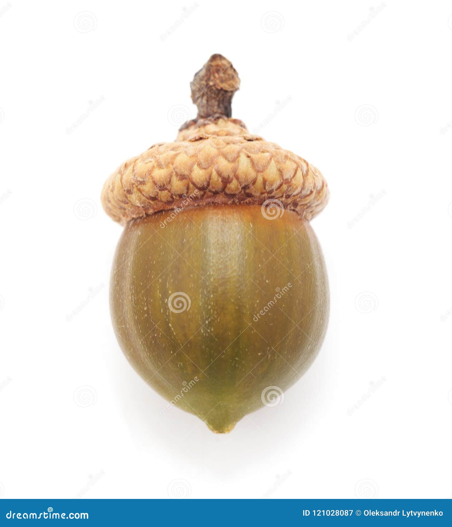 Één grote eikel stock afbeelding. Image of groot, achtergrond - 121028087