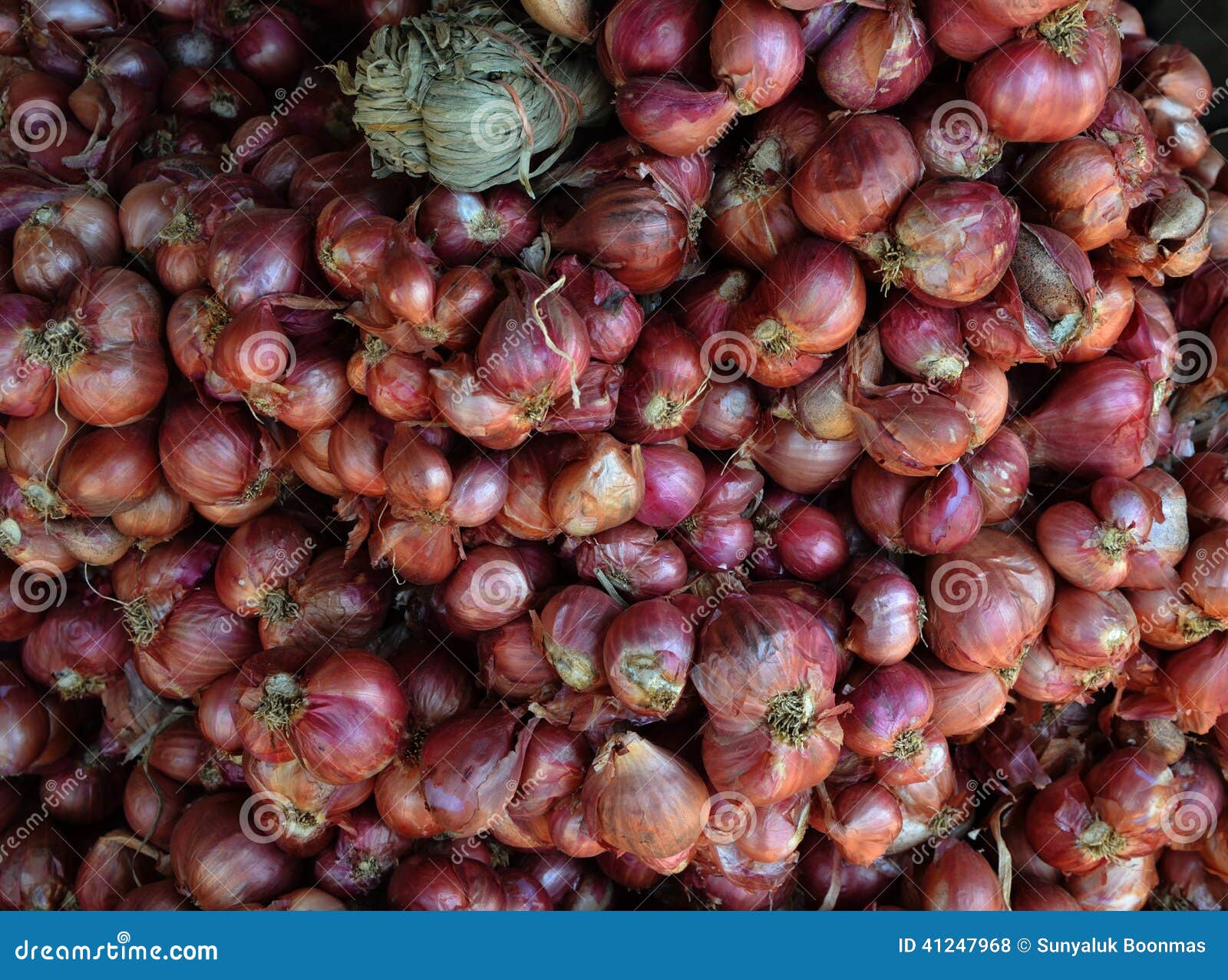 Échalote Rouge Thaïlandaise Photo stock - Image du mangez, herbes: 41247968