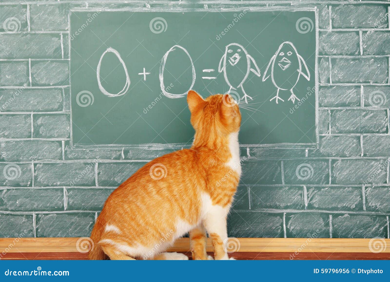 École de chat photo stock. Image du arithmétique, panneau - 59796956