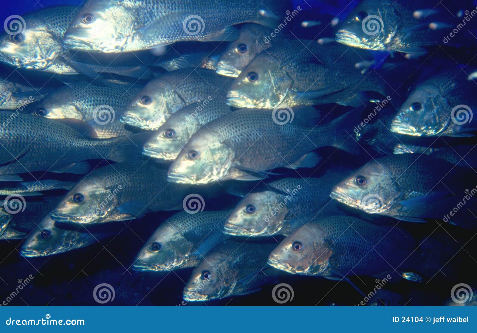 École des poissons photo stock. Image du bleu, bouche, course - 24104