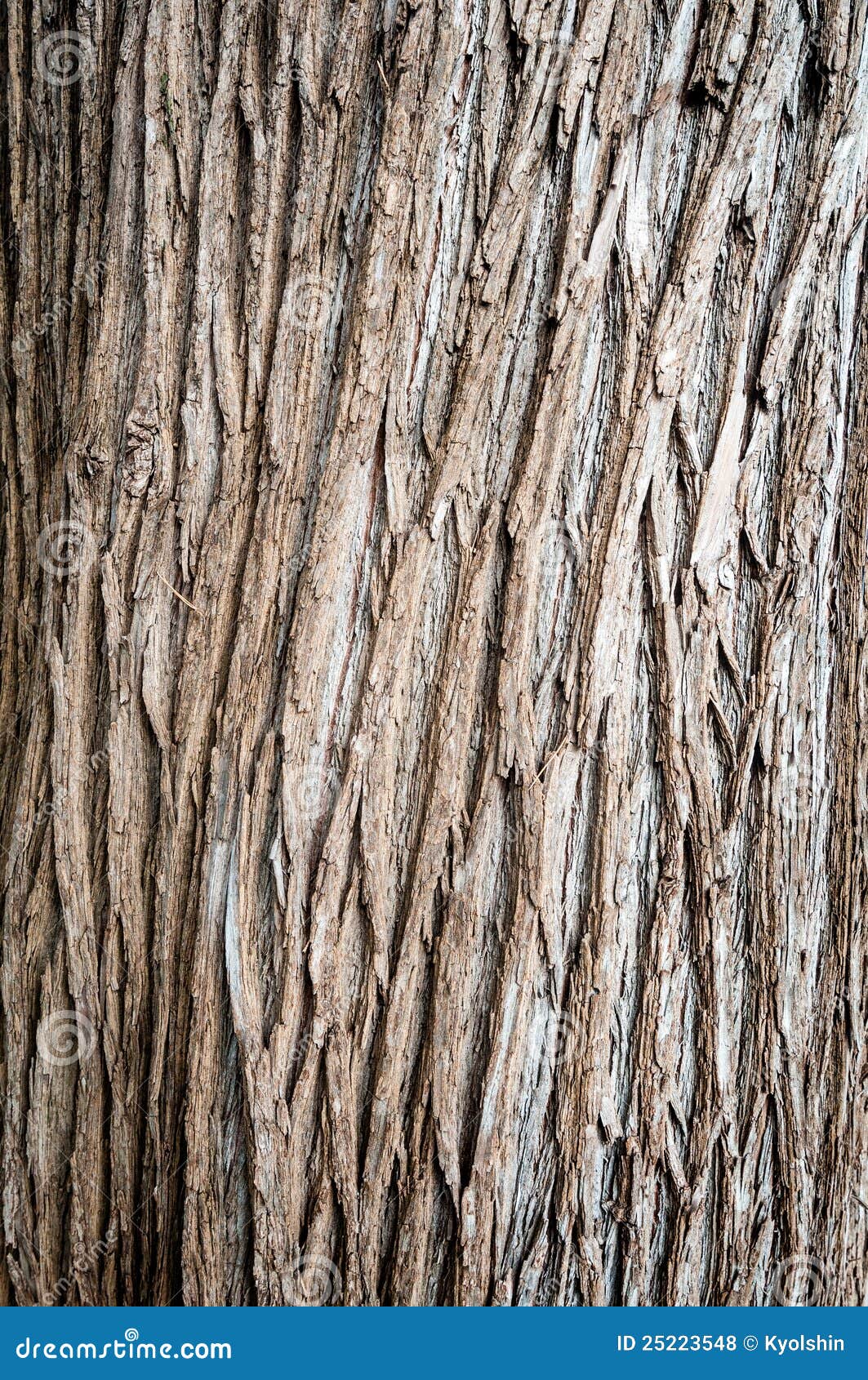 ecorce arbre - Idee et astuce de la maison