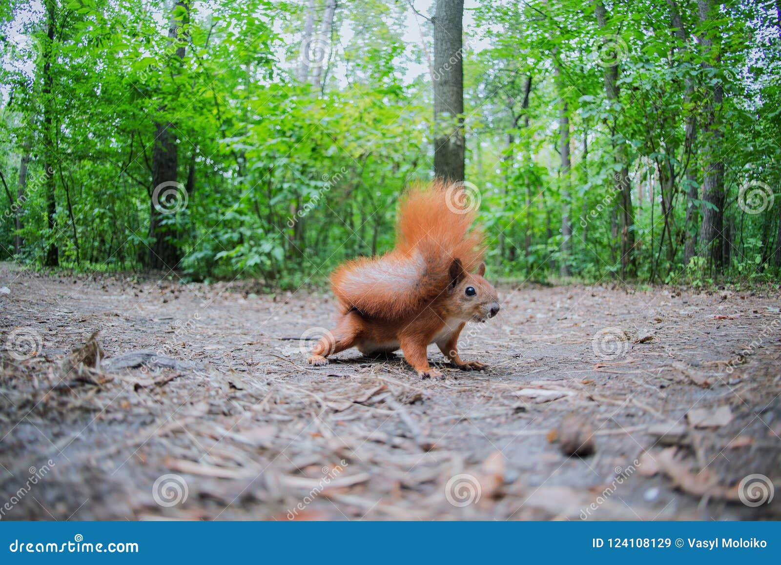 Écureuil Avec Une Queue Velue Image stock - Image du vert, forêt: 124108129